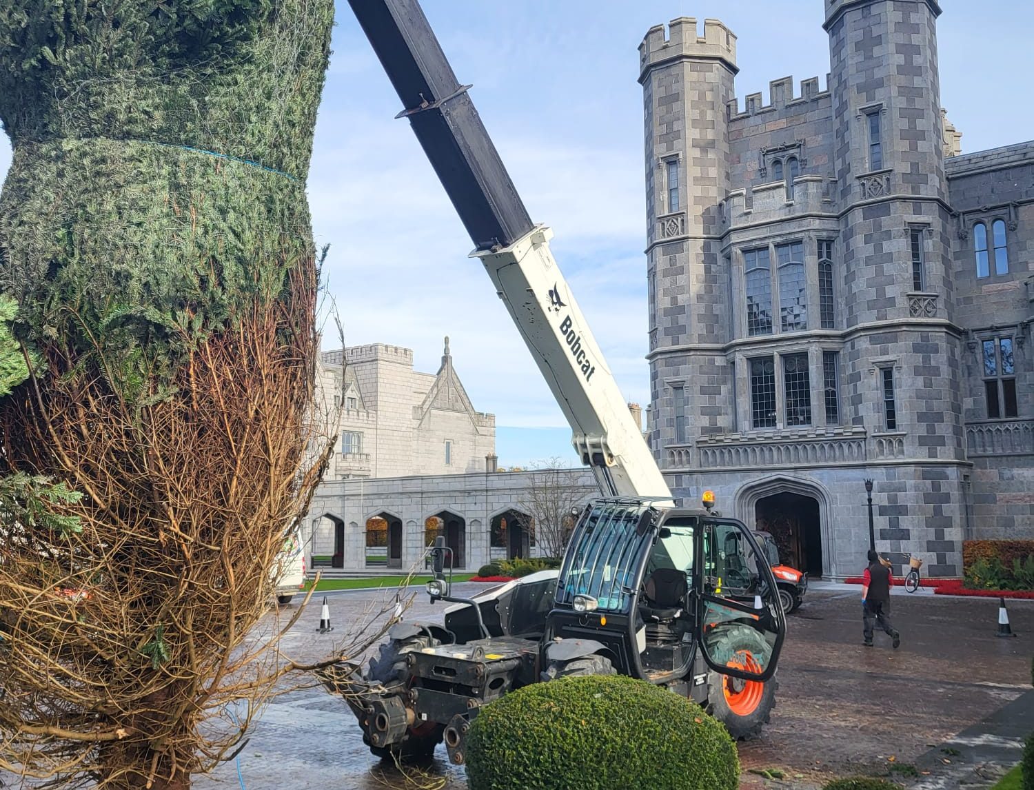 A big tree needs a big Bobcat - Adare Machinery